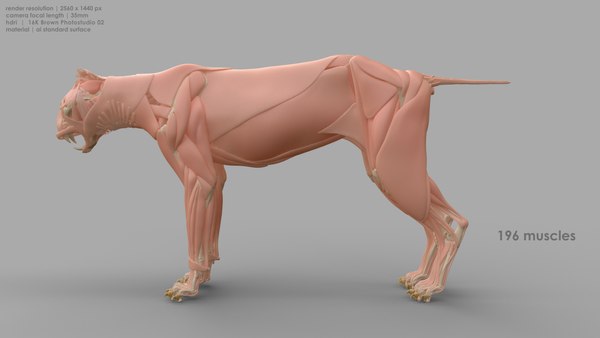 Groom Ready Iberian Lynx with Texture Maps Animation Topology UDIMs ...