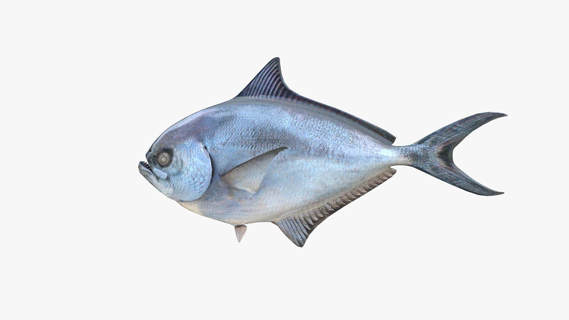 Atlantic Pomfret 3D - TurboSquid 1845513