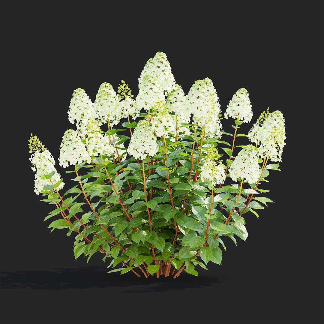 3D Hydrangea Paniculata Sundae Fraise - TurboSquid 2014275