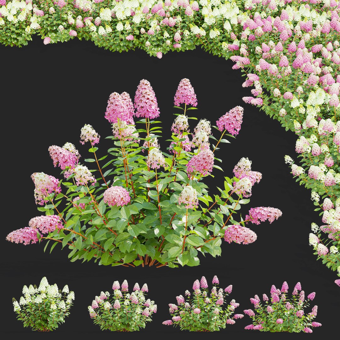 3D Hydrangea Paniculata Sundae Fraise - TurboSquid 2014275