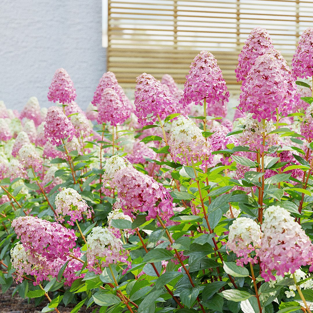 3D Hydrangea Paniculata Sundae Fraise - TurboSquid 2014275