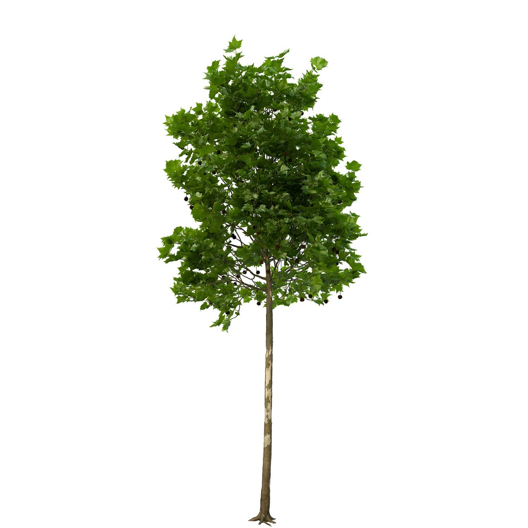 London Plane Tree 3D Model - TurboSquid 1702656