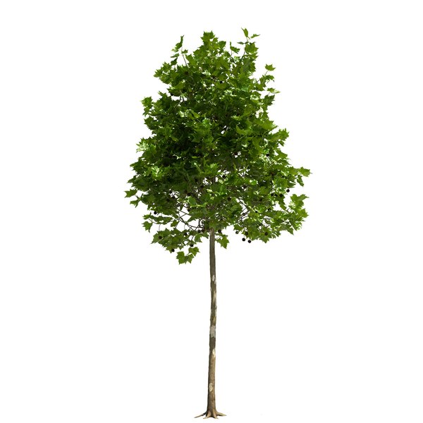 Plane Tree 3D Models for Download | TurboSquid