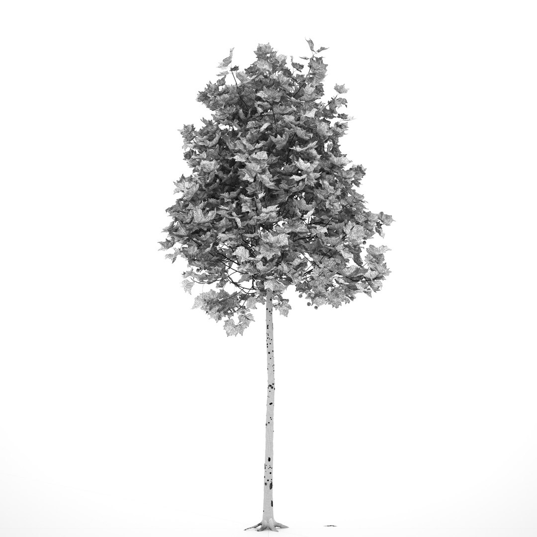 London Plane Tree 3D Model - TurboSquid 1702656