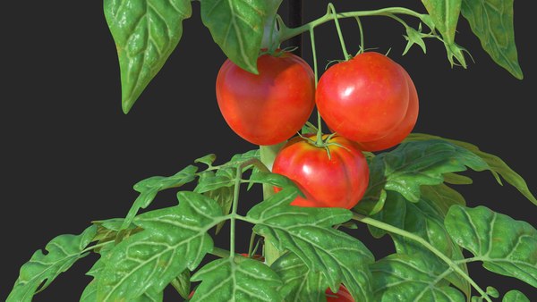 Red organic tomato plant 3D model - TurboSquid 1521644