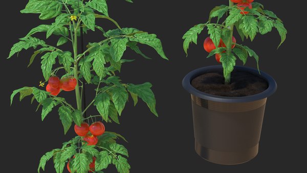 Red organic tomato plant 3D model - TurboSquid 1521644