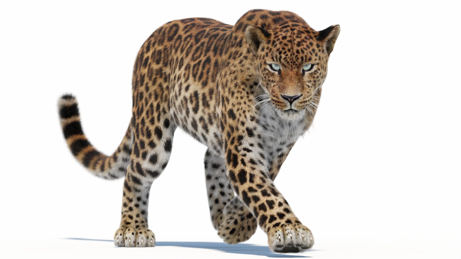 3D Sri Lankan Leopard Animated Fur - TurboSquid 2285374