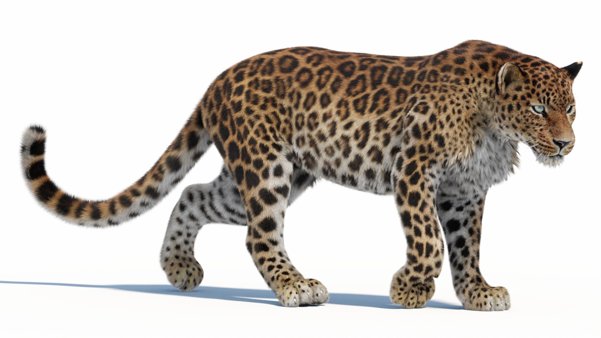 3D Sri Lankan Leopard Animated Fur - TurboSquid 2285374