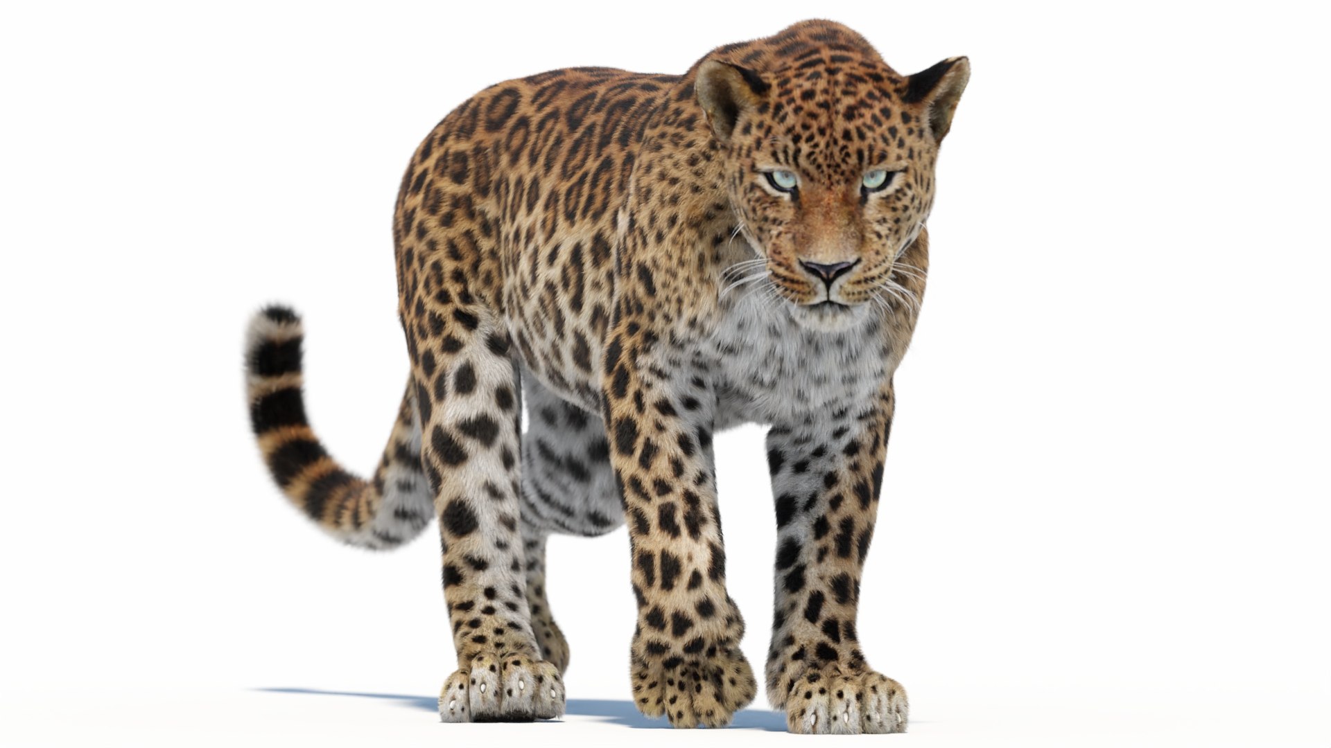 3D Sri Lankan Leopard Animated Fur - TurboSquid 2285374