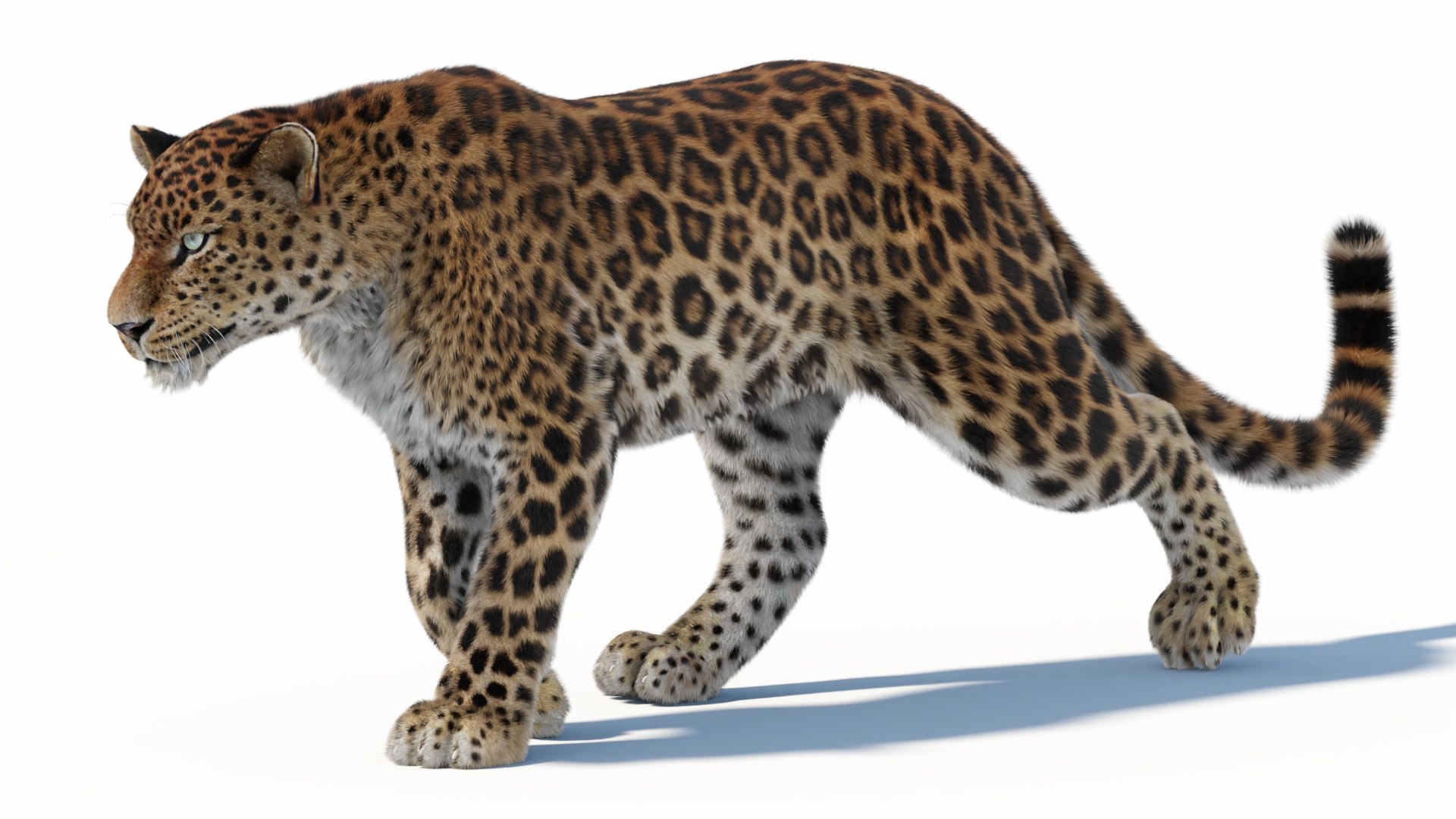 3D Sri Lankan Leopard Animated Fur - TurboSquid 2285374