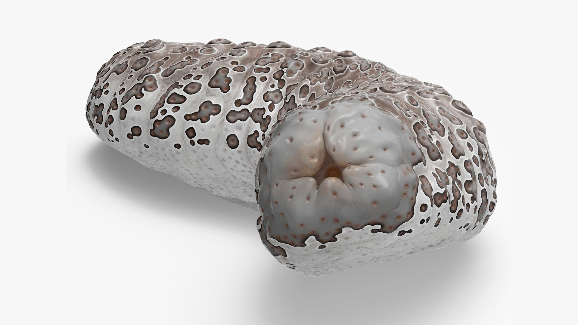 Trepang Brown Rigged For Cinema 4D 3D Model - TurboSquid 2350750