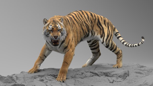 Tiger RIGGED model - TurboSquid 1726894