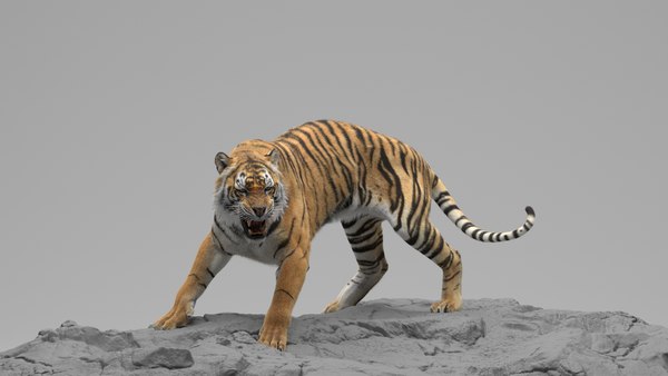 Tiger RIGGED model - TurboSquid 1726894
