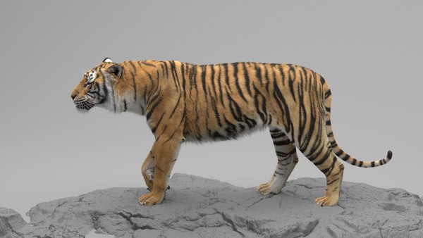 Tiger RIGGED model - TurboSquid 1726894