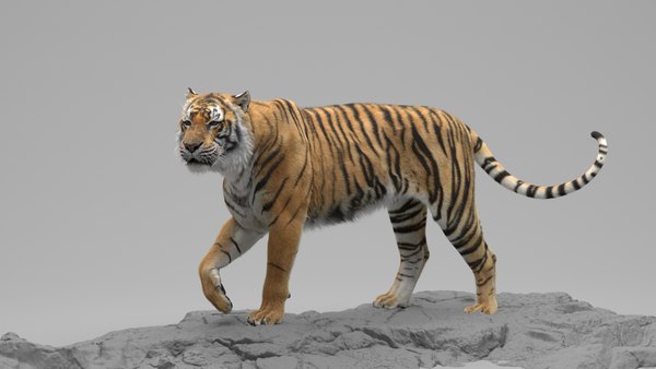 Tiger RIGGED model - TurboSquid 1726894
