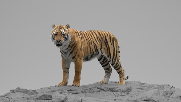 Tiger RIGGED model - TurboSquid 1726894