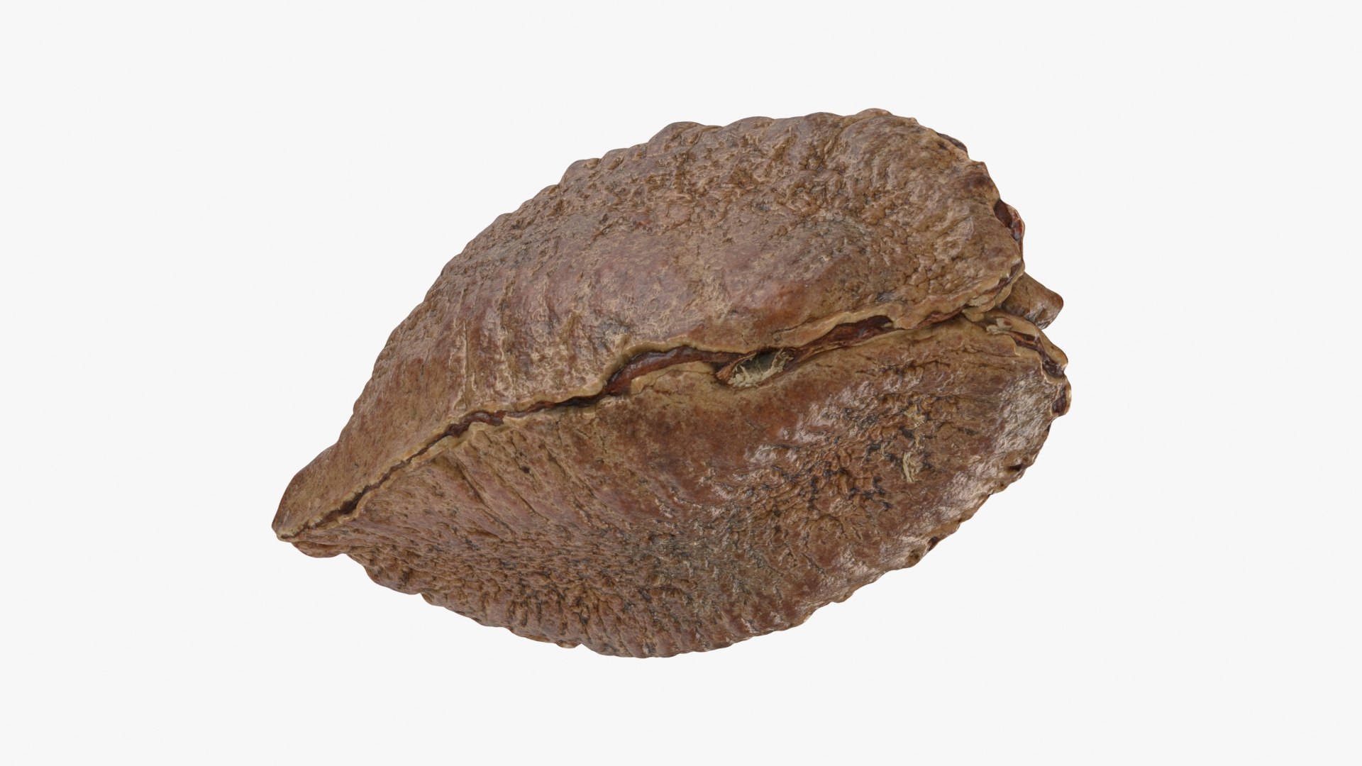 Brazil Nut In Shell 01 Model - TurboSquid 2282665