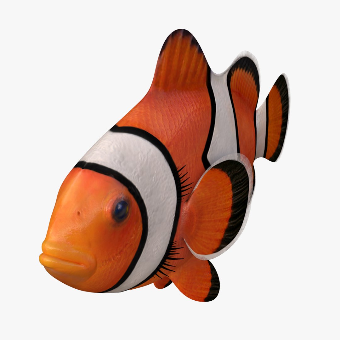 Clown Fish 3D Model - TurboSquid 1299290