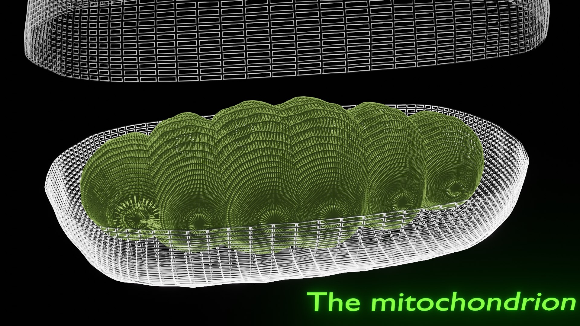 Mitochondrion 3D Model - TurboSquid 1749815