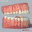 3d Model Human Teeth Gums