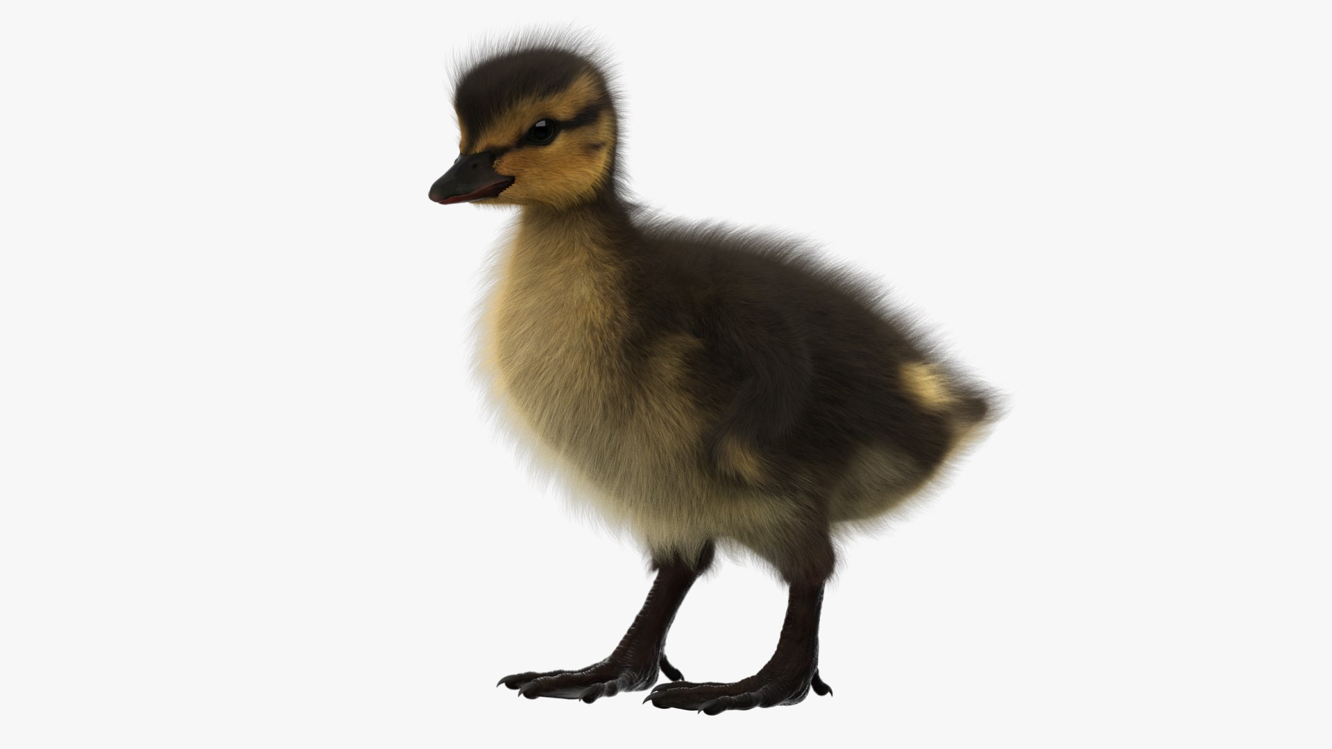 Duckling rigged 3D - TurboSquid 1499921
