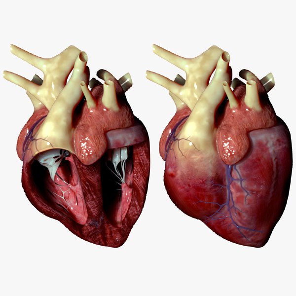 modelo 3d CORAZÓN DE PERRO ANIMADO - TurboSquid 2365975