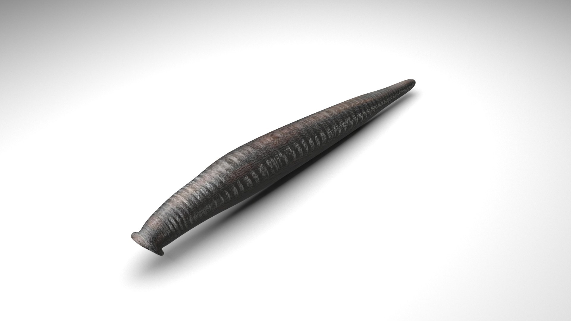 3D Leech Hirudo Medicinalis - TurboSquid 1841924