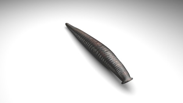 3D Leech Hirudo Medicinalis - TurboSquid 1841924