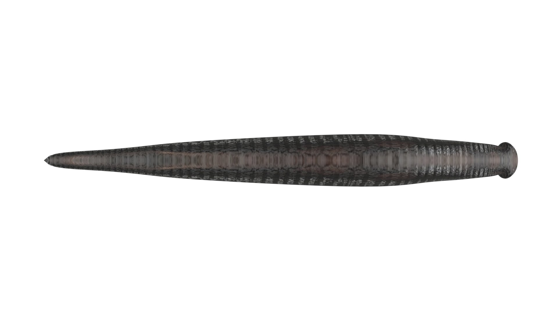 3D Leech Hirudo Medicinalis - TurboSquid 1841924