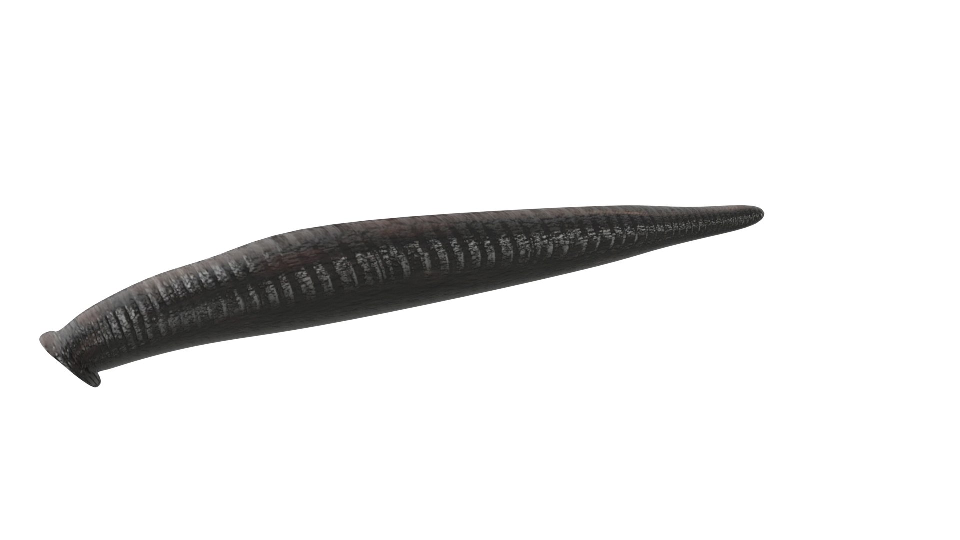3D Leech Hirudo Medicinalis - TurboSquid 1841924