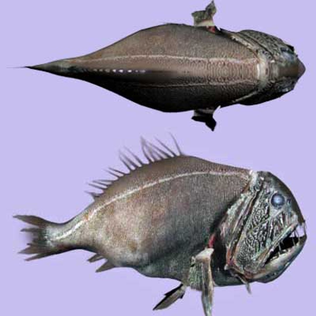 - 3d model