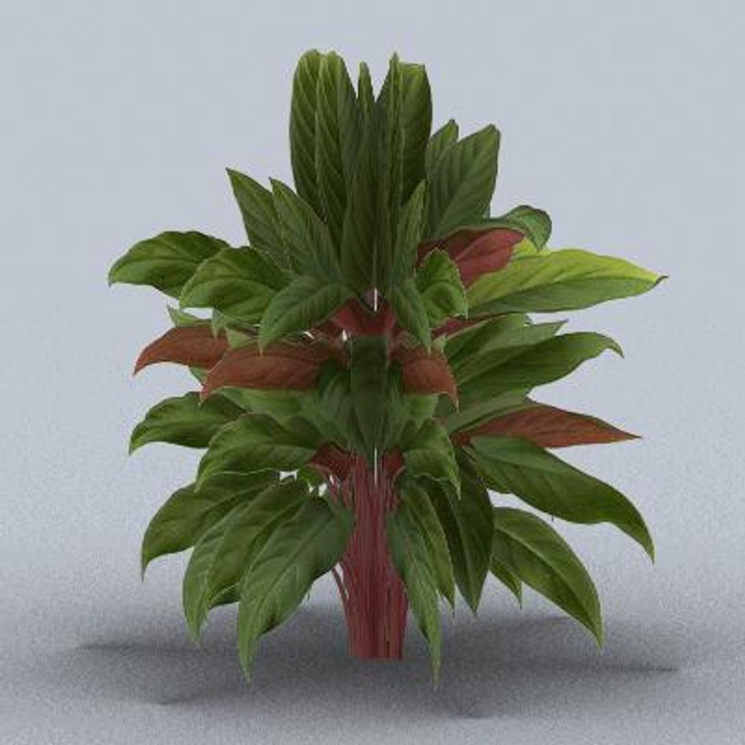 3d Model Tropical Plants Trees