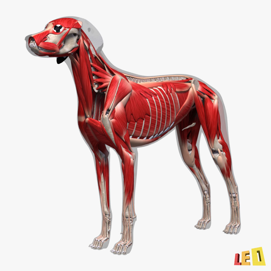 modelo 3d Anatomía del perro (texturizada) - TurboSquid 724823