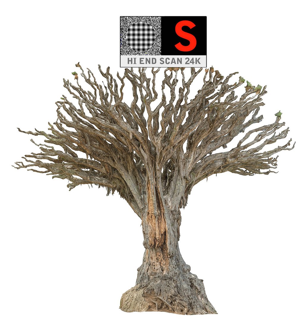 Dragon tree pack model - TurboSquid 1392431