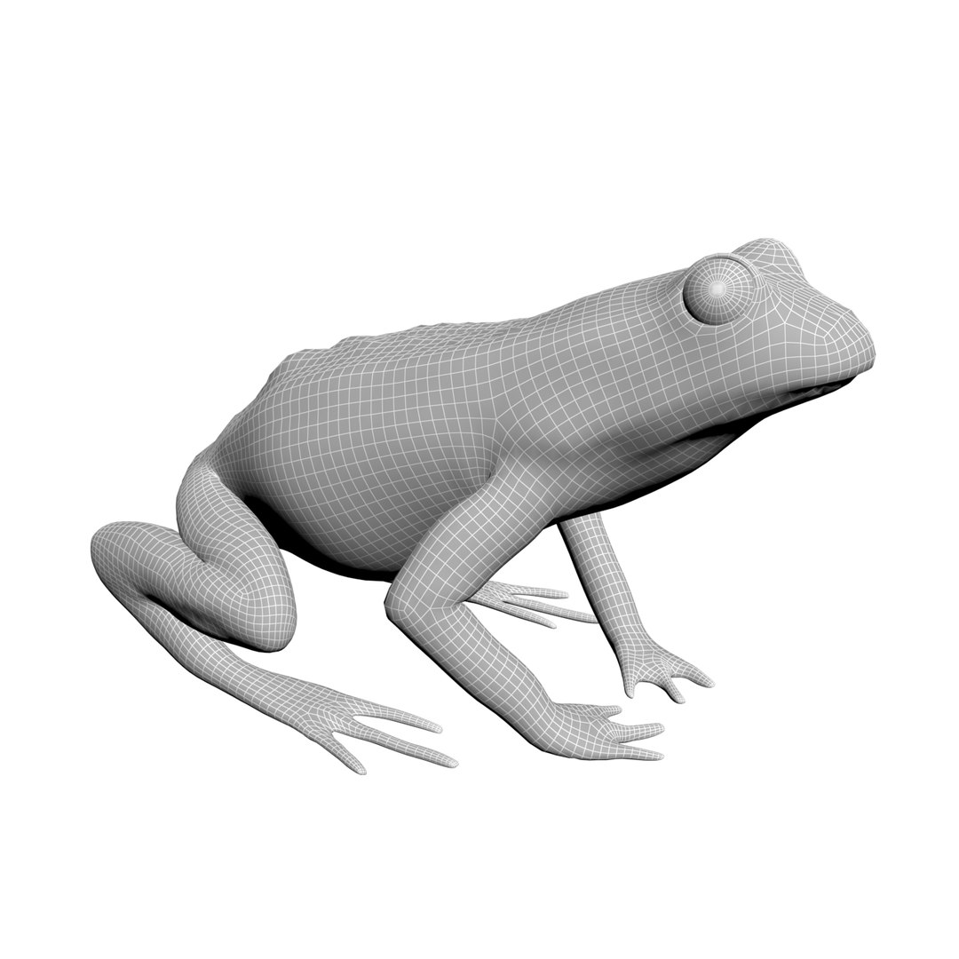 3D frog model - TurboSquid 1382555