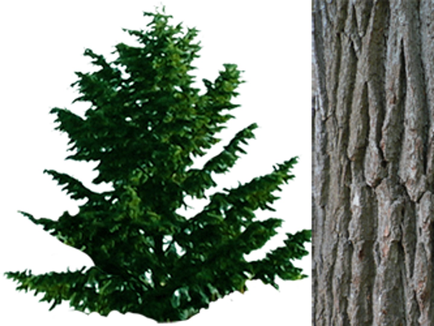 3d spruce tree