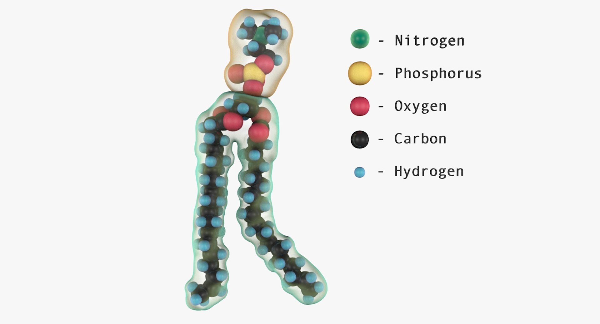 3D phospholipid lipids - TurboSquid 1309559