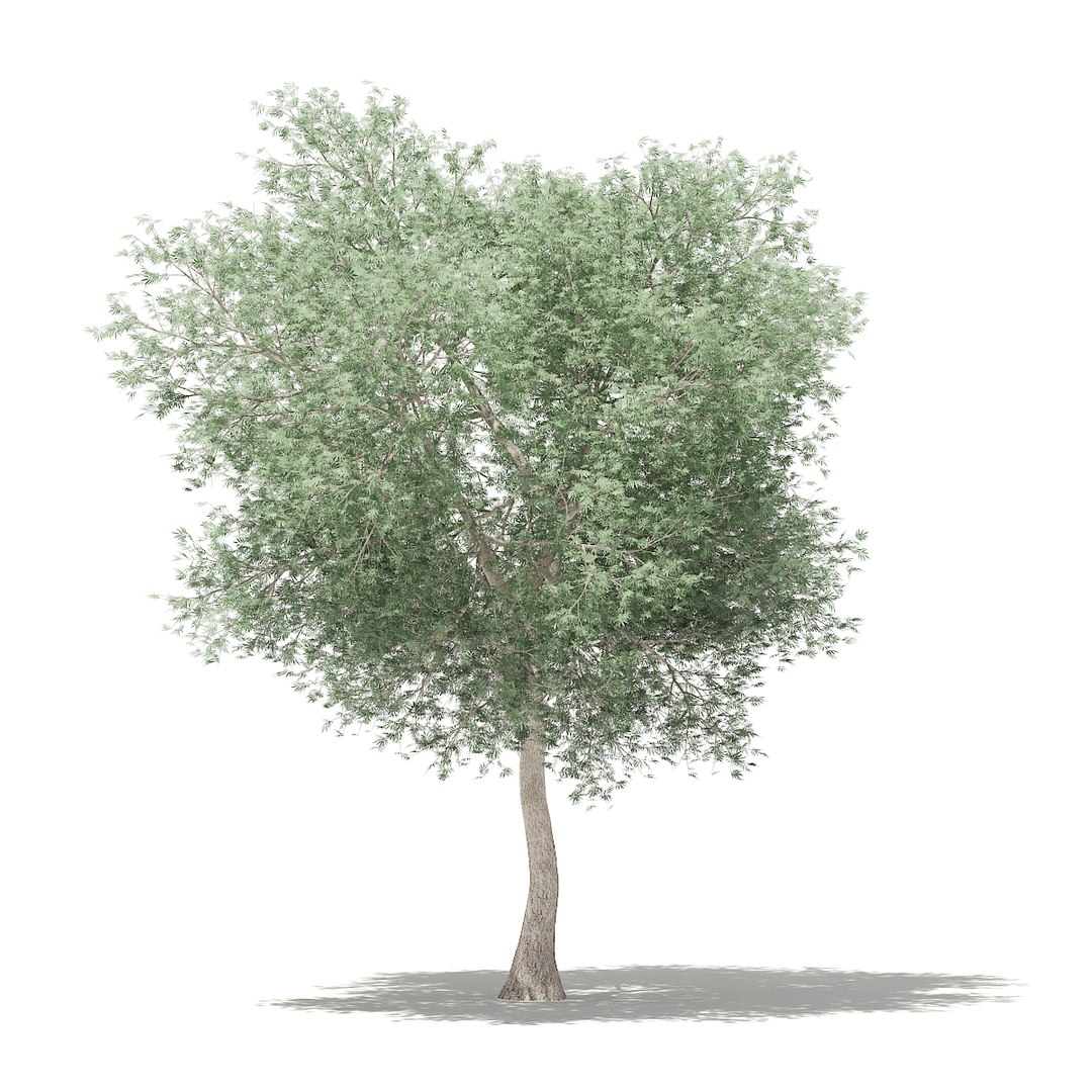 3D Olive Tree 6m - TurboSquid 1306137