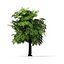 3d model mango tree
