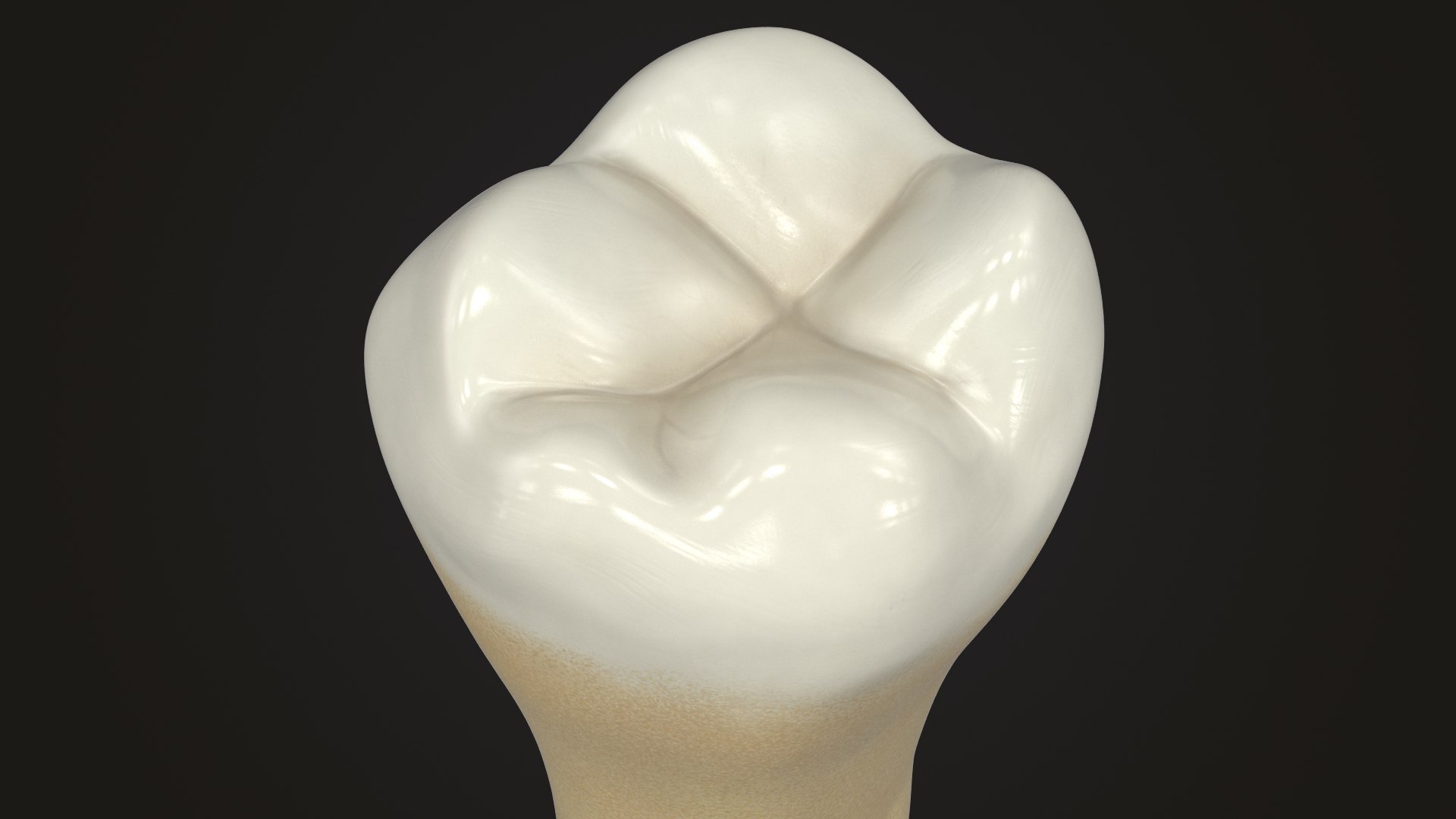 Human Teeth Lower Molar 3D Model - TurboSquid 1599239