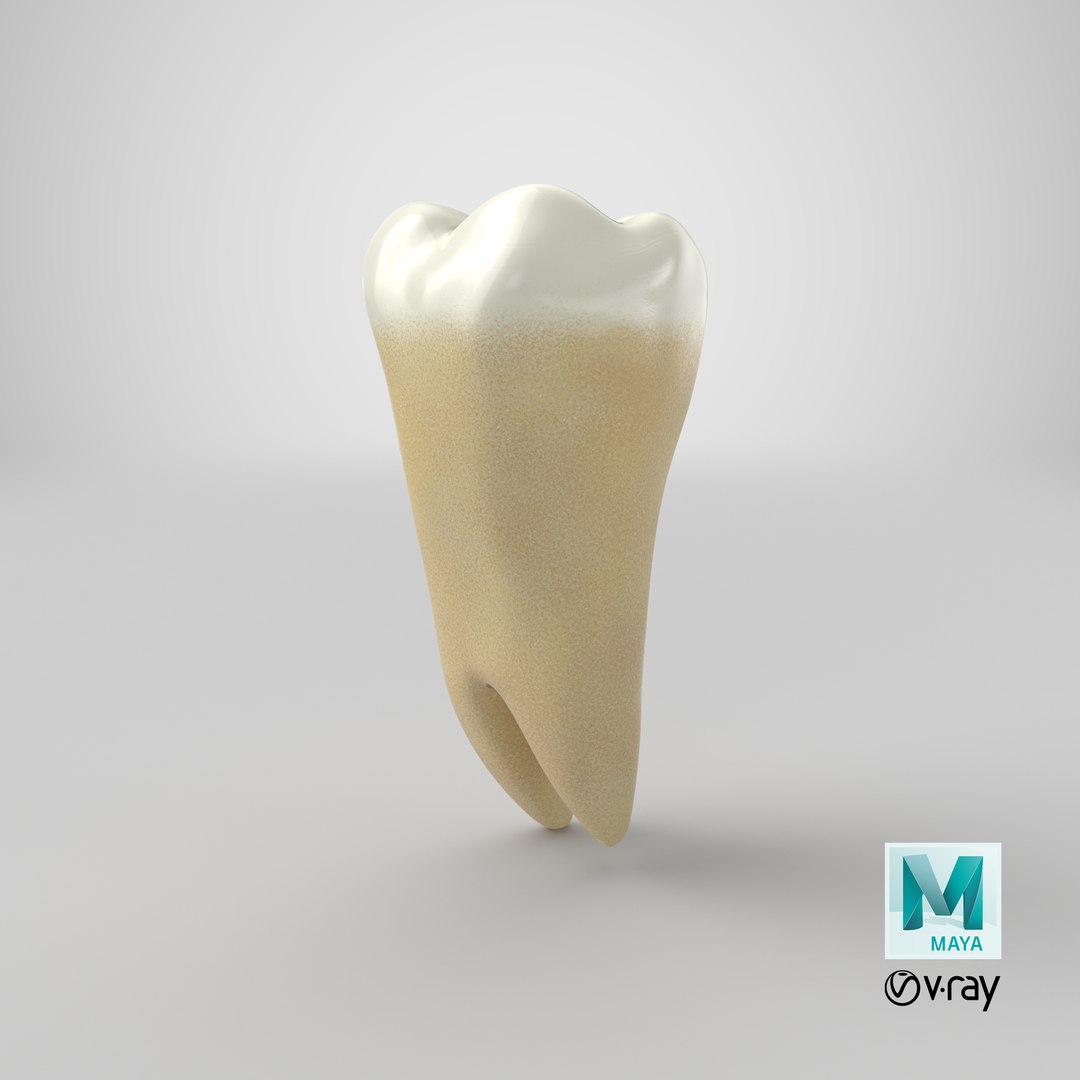Human Teeth Lower Molar 3D Model - TurboSquid 1599239