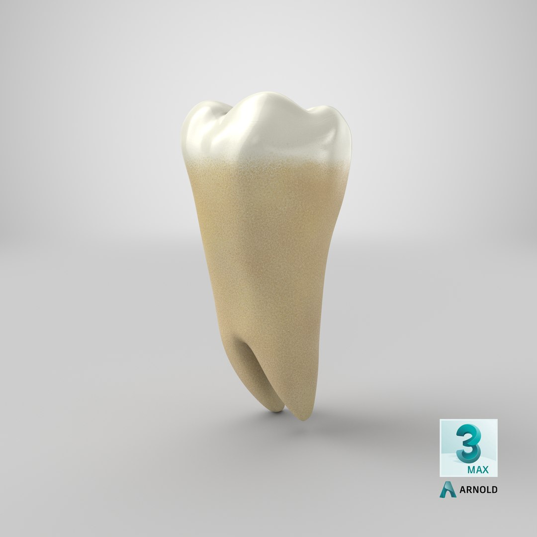 Human Teeth Lower Molar 3D Model - TurboSquid 1599239