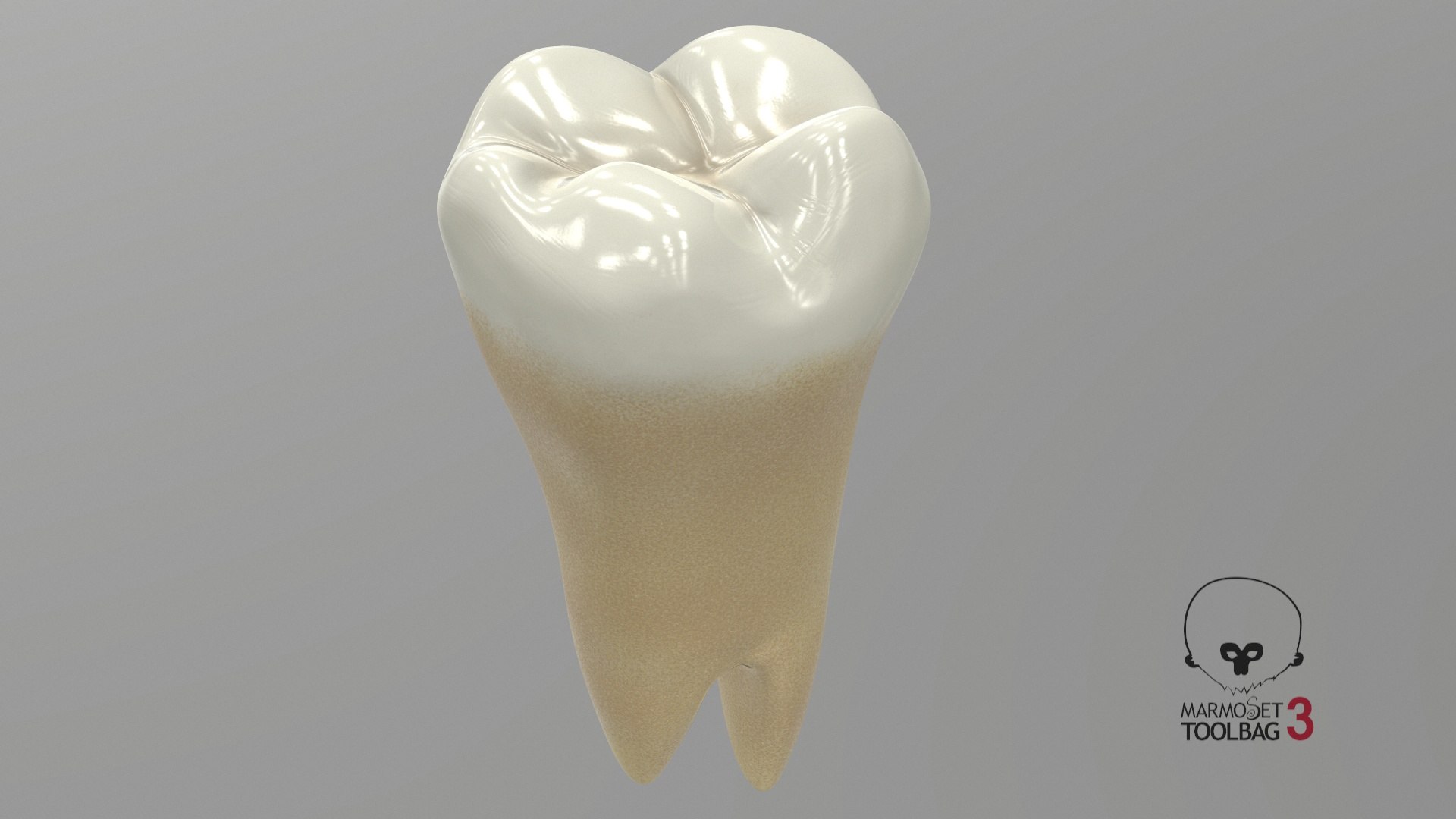 Human Teeth Lower Molar 3D Model - TurboSquid 1599239