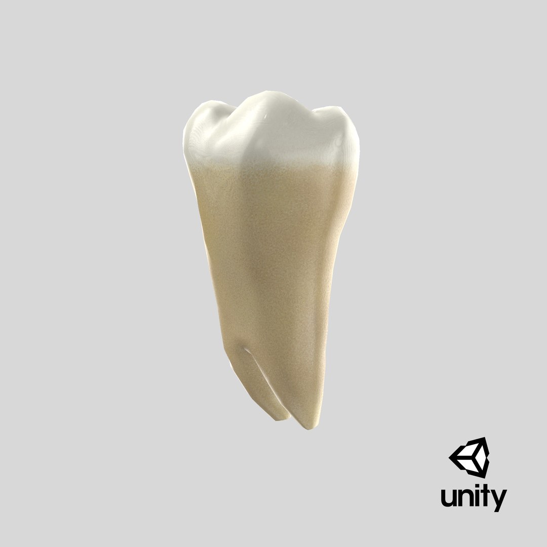 Human Teeth Lower Molar 3D Model - TurboSquid 1599239