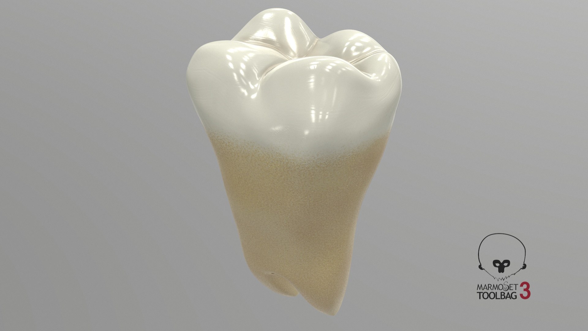 Human Teeth Lower Molar 3D Model - TurboSquid 1599239