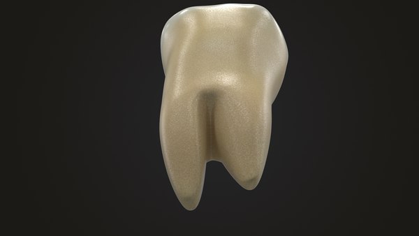 modelo 3d Dientes humanos Sabiduría del tercer molar inferior ...