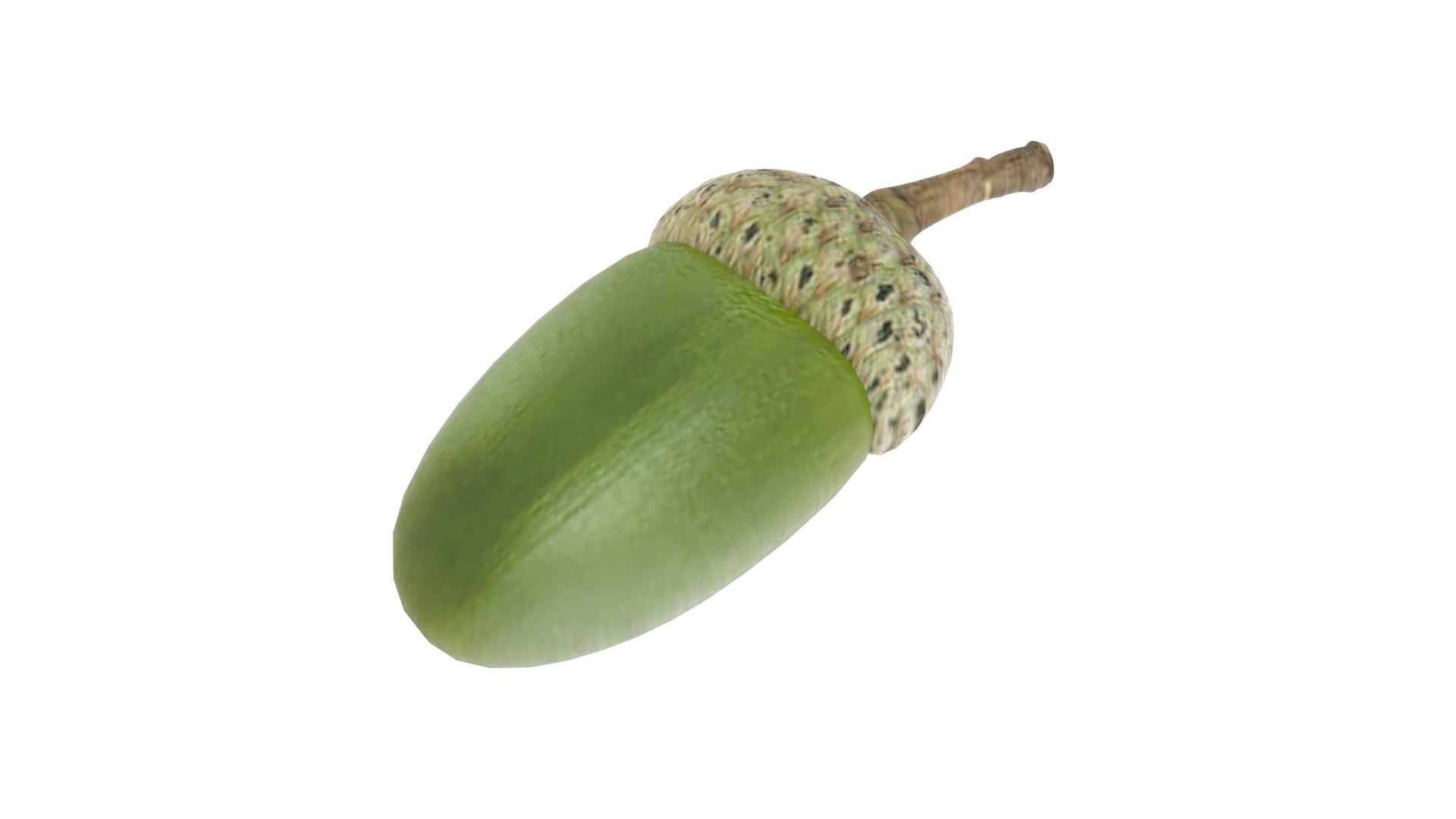 Acorn Model - TurboSquid 1851160