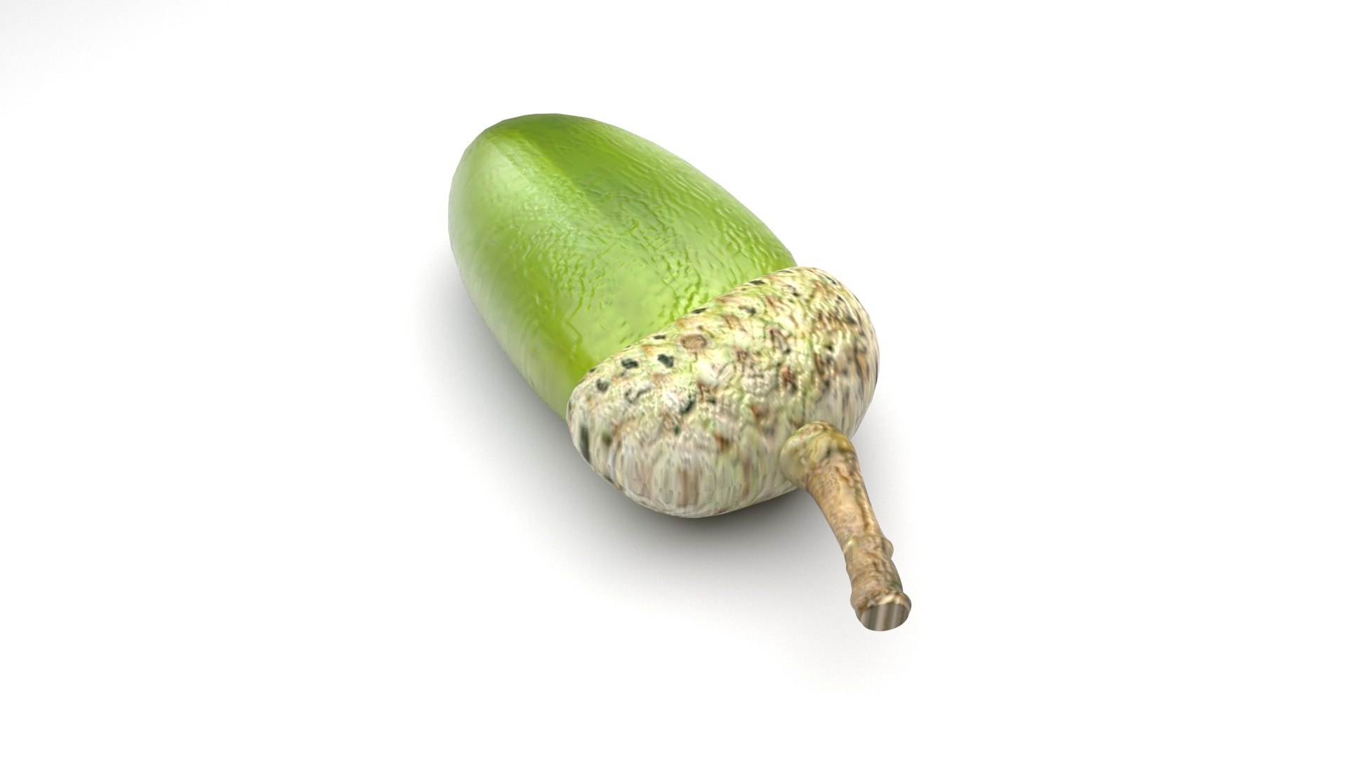 Acorn Model - TurboSquid 1851160