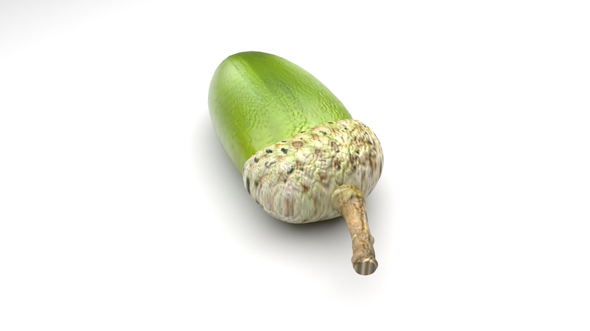 Acorn Model - TurboSquid 1851160