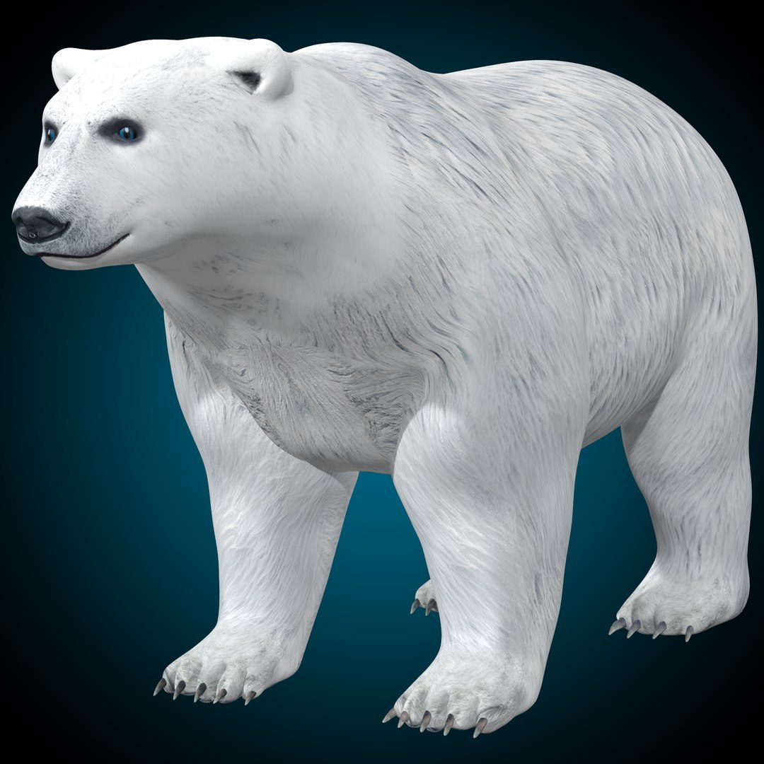 3D Model Bear 3D Models Pack Collection - TurboSquid 2322479